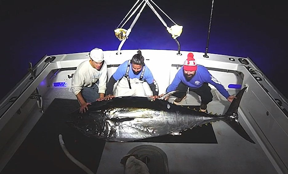 Video: Catching a 600lb., 103" Bluefin Tuna
